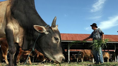 Ini pemegang rekor sapi terbesar di dunia terbaru - Aqiqah dan Qurban