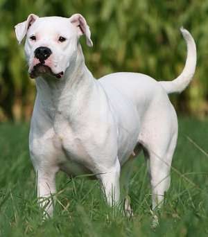 Dogo Argentino, tan veloz como resistente - Te interesa saber