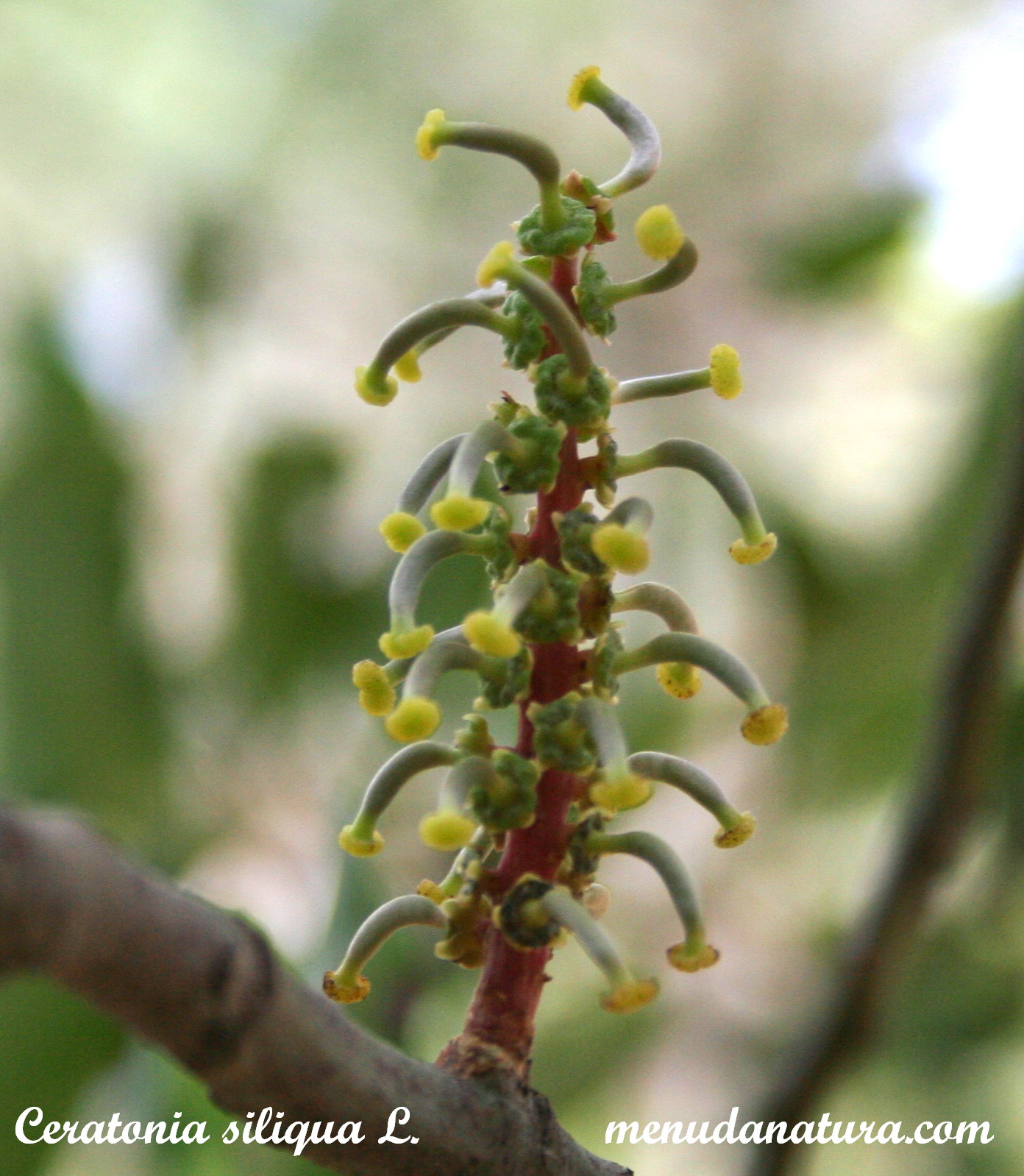 Menuda Natura: Ceratonia siliqua L.