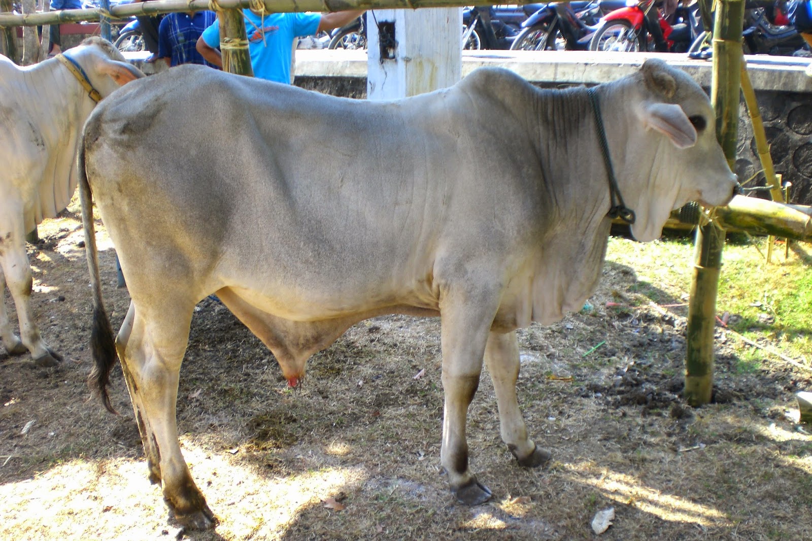 GAMBAR TERNAK SAPI ONGOLE 14 | GAMBAR TERNAK SAPI