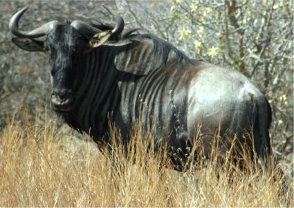 About animals: Wildebeest