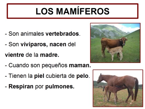 Maestro San Blas: Los mamíferos