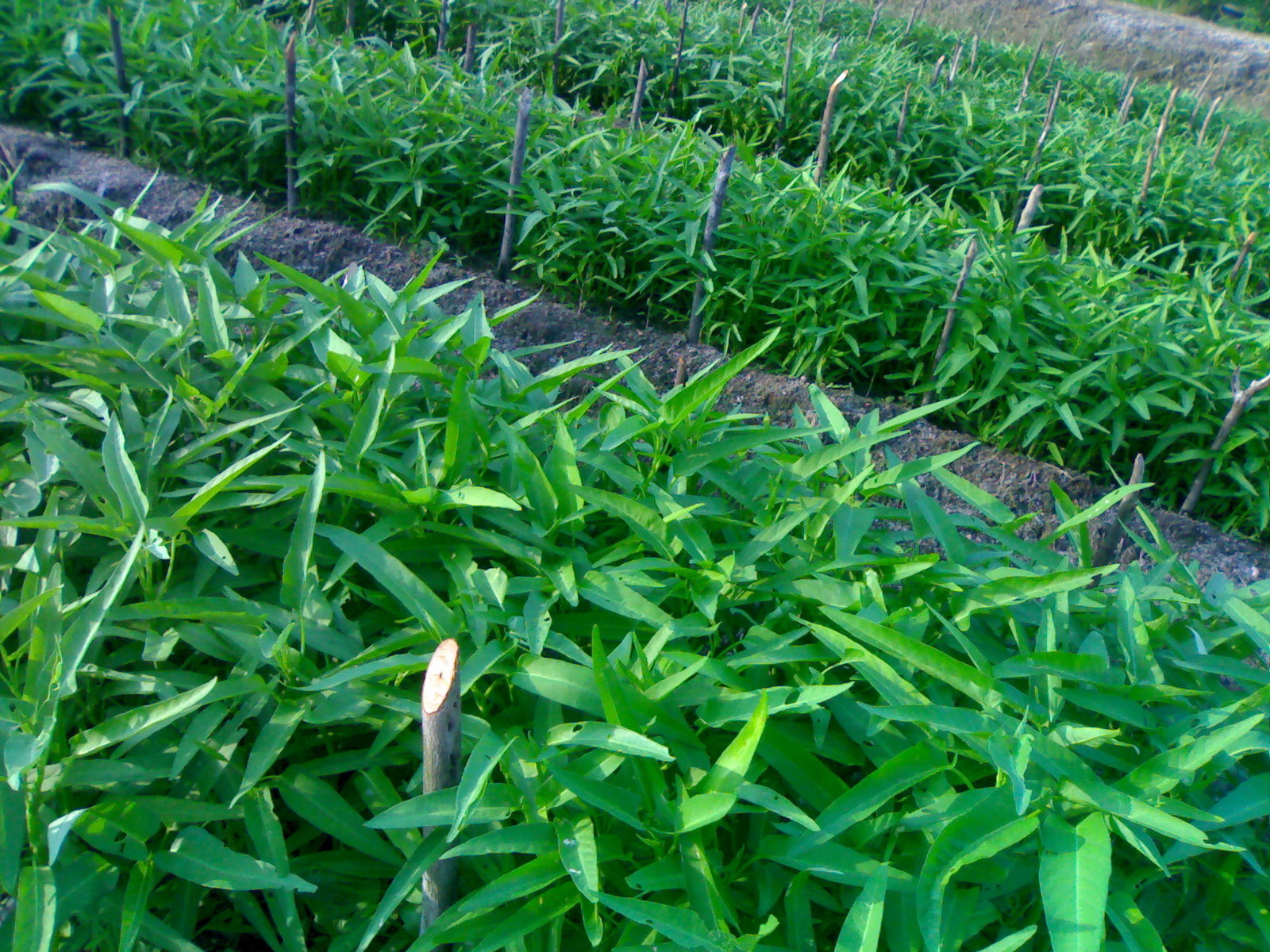 Ternyata Kangkung Berbahaya Juga