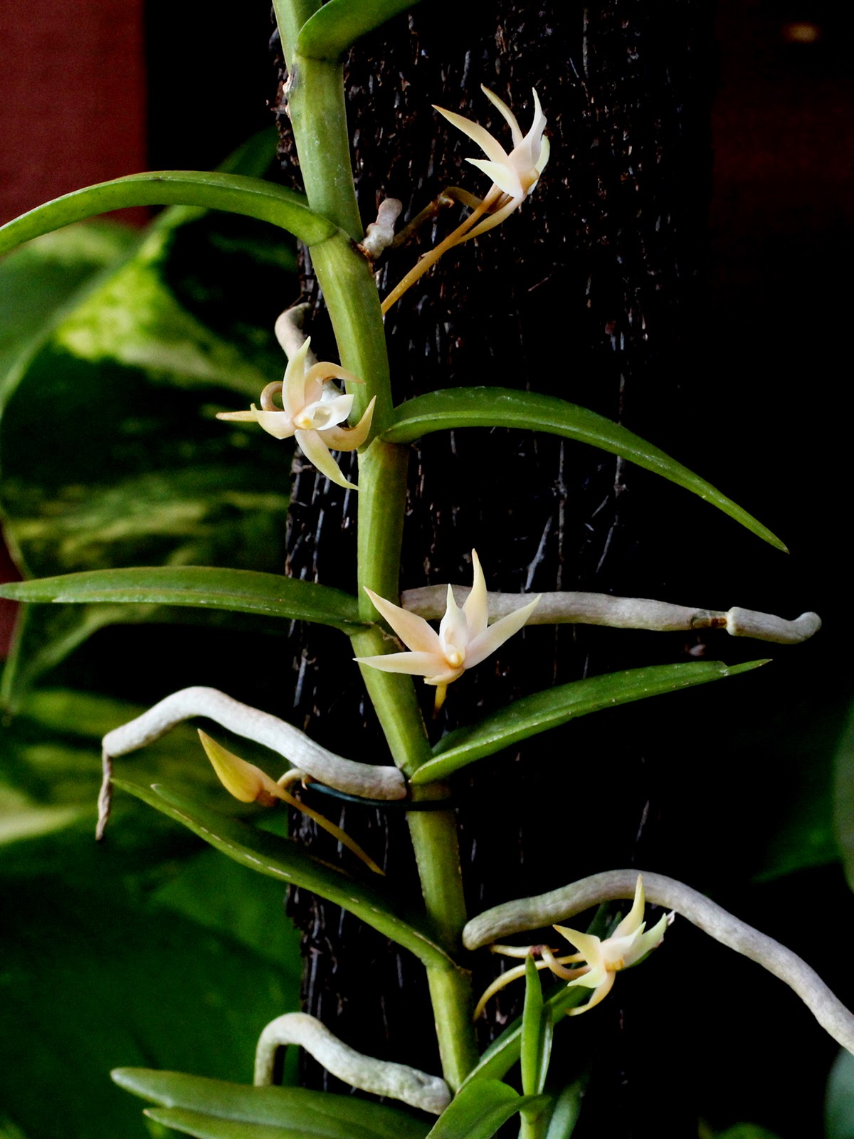 Angraecums...: Angraecum erectum
