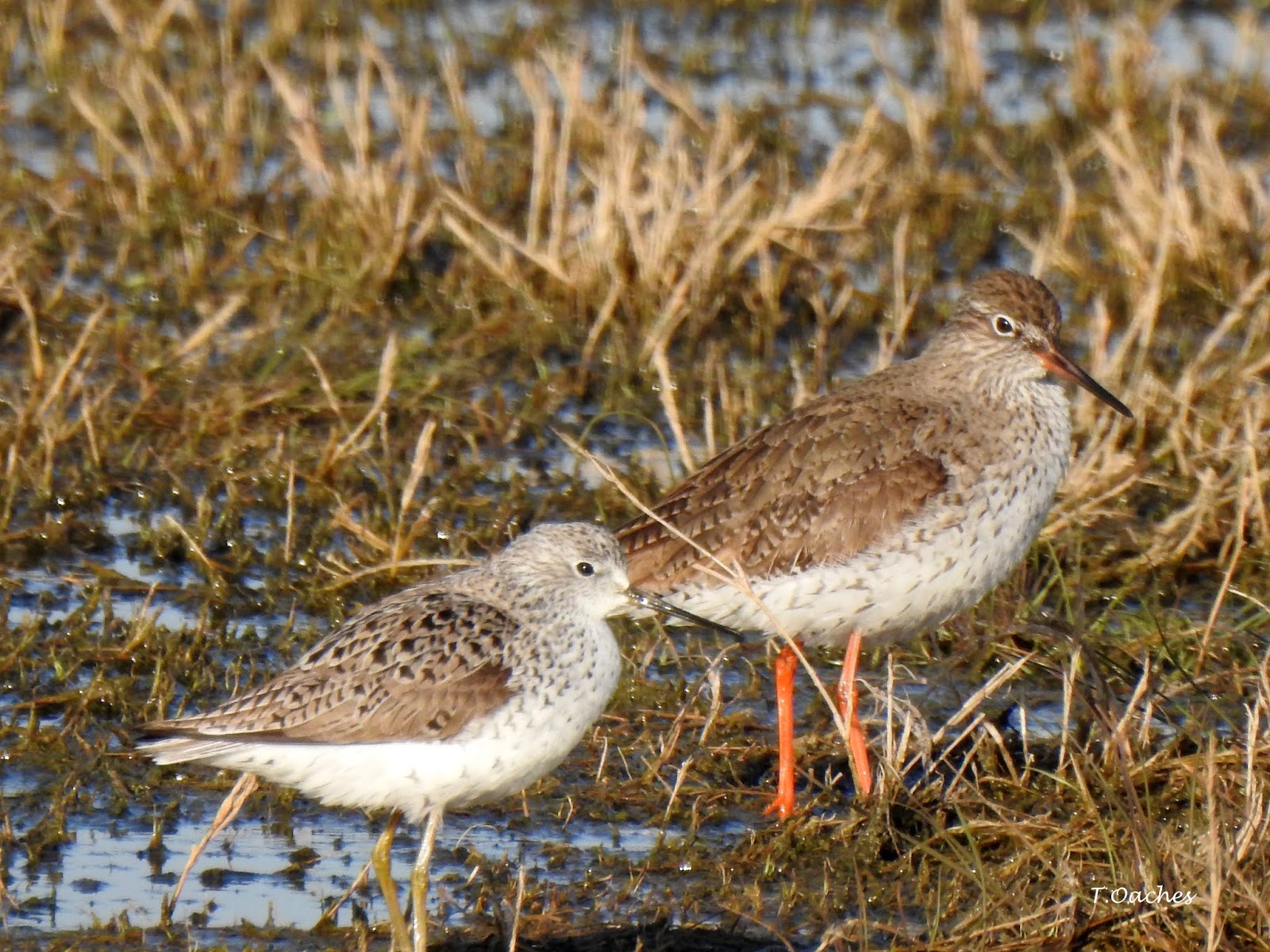 PASARI DIN ROMANIA: FLUIERAR CU PICIOARE ROSII, Tringa totanus