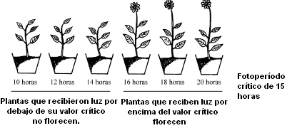 Biotecnologia VII : 2.3.5.1 Fotoperiodo