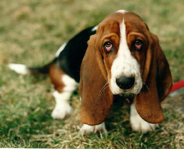 Conozca la raza de perro Basset Hound [Salchicha] | Razas de Perros de ...