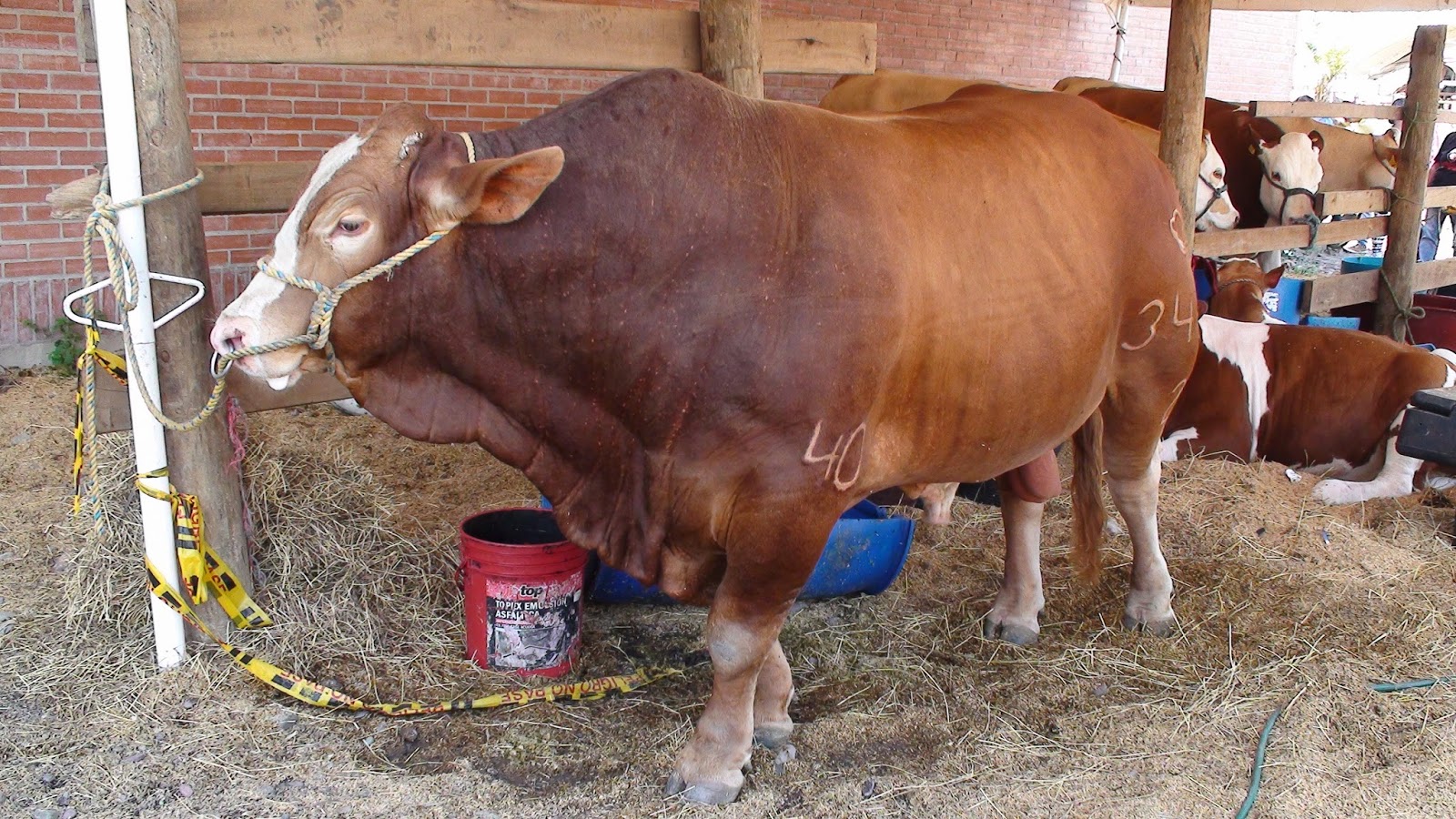 Canal Llanero : SIMMENTAL SIMBRAH