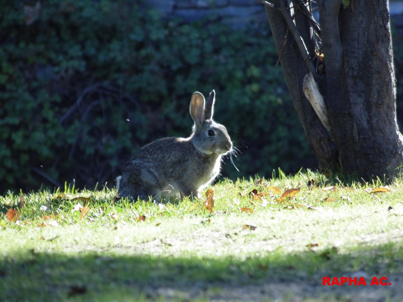 Descubriendo las aves de Madrid-Sur: 2018