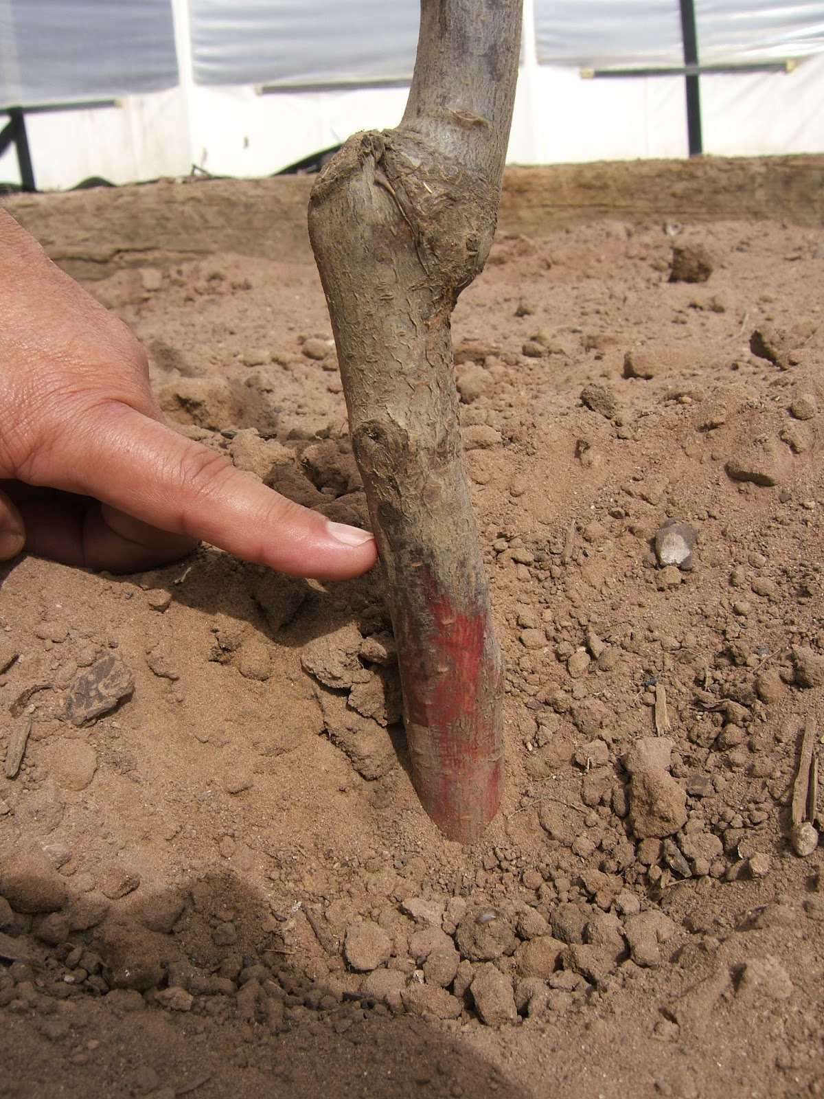 Grafted Fruit Tree Planting Part 2: Plant Your Tree!