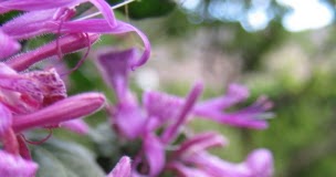 Elephant's Eye on False Bay
