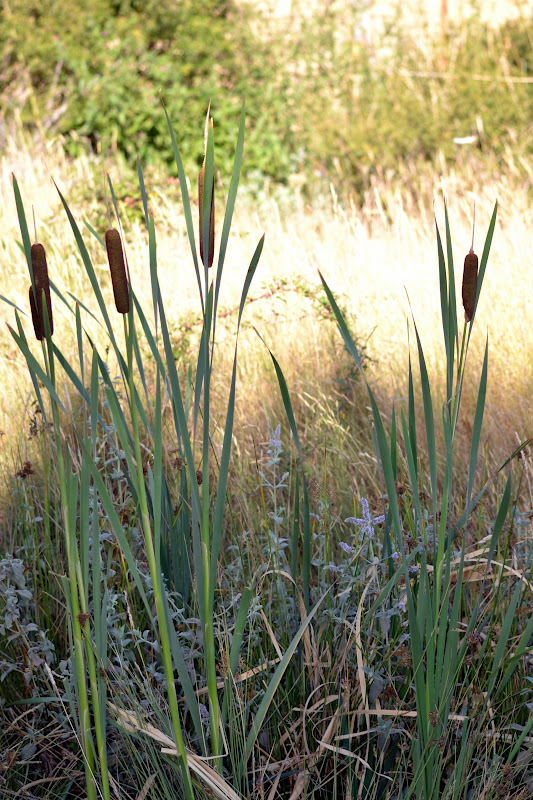 EN EL MONCAYO: Bayunco(Typha latifolia)