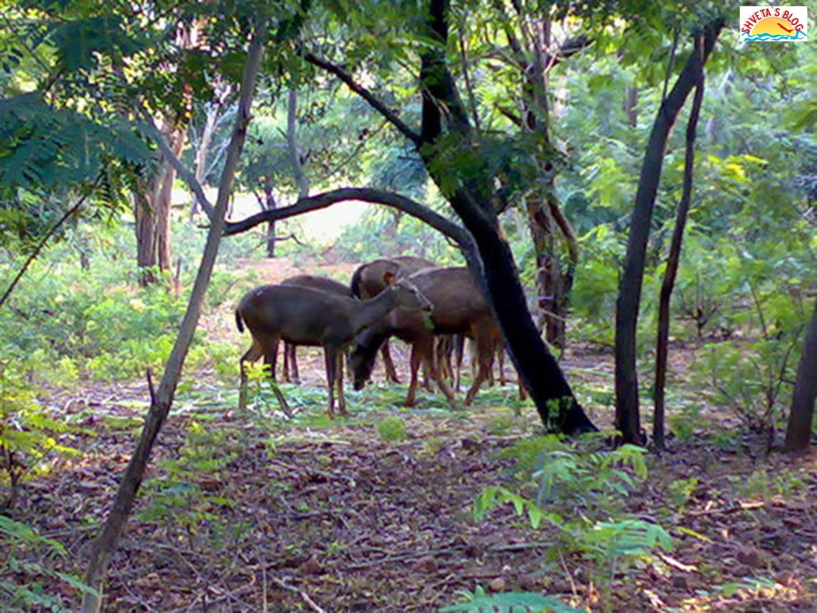 MIRACLE: TOURISM IN INDIA: THE INDIRA GANDHI ZOOLOGICAL PARK ...