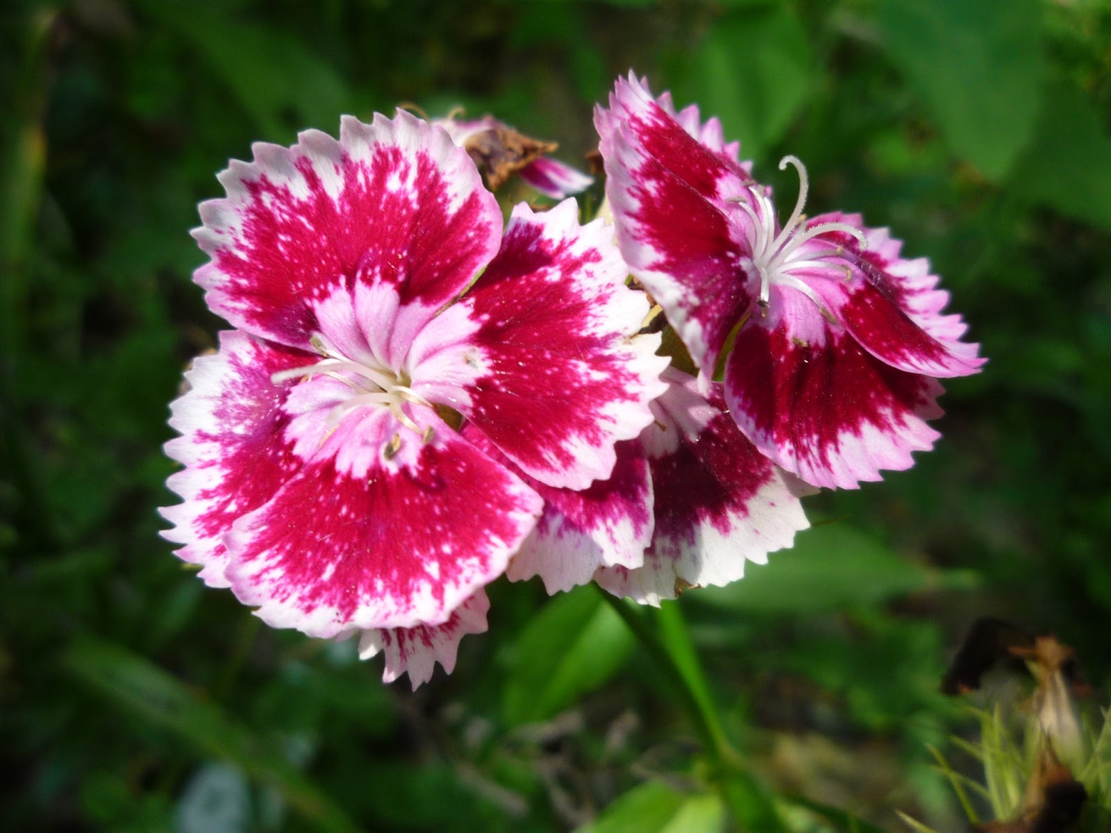 Vermont Flowers July 2013 | Litter with a Story To Tell
