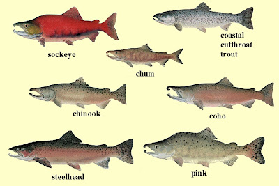 Fun Facts about Salmon