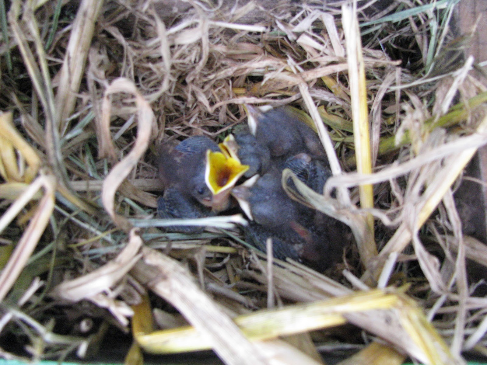 Angie in T.O.: EASTERN BLUEBIRDS ~ UP CLOSE & PERSONAL