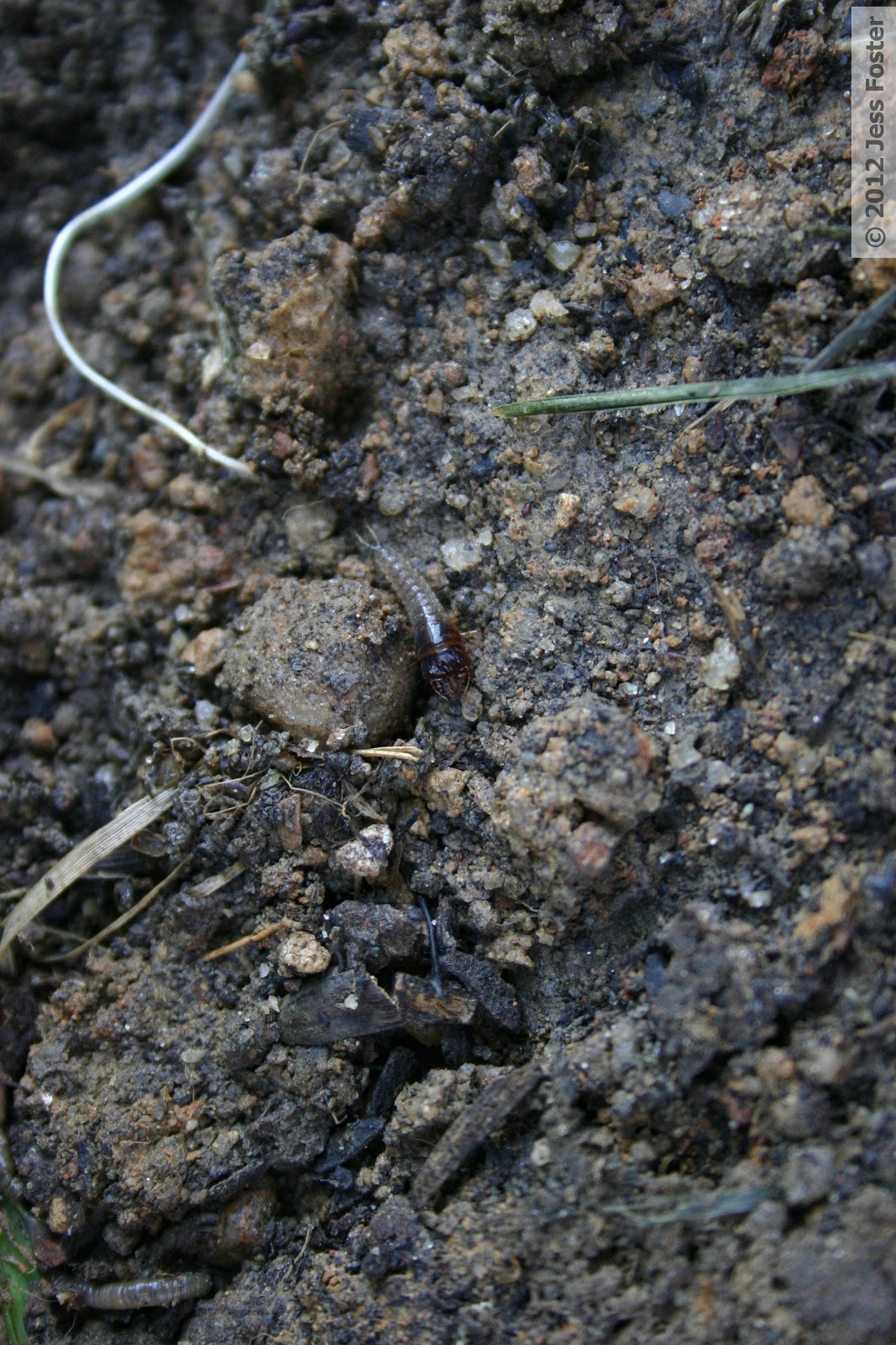 Sluggin' Along: Earwig Look-alike