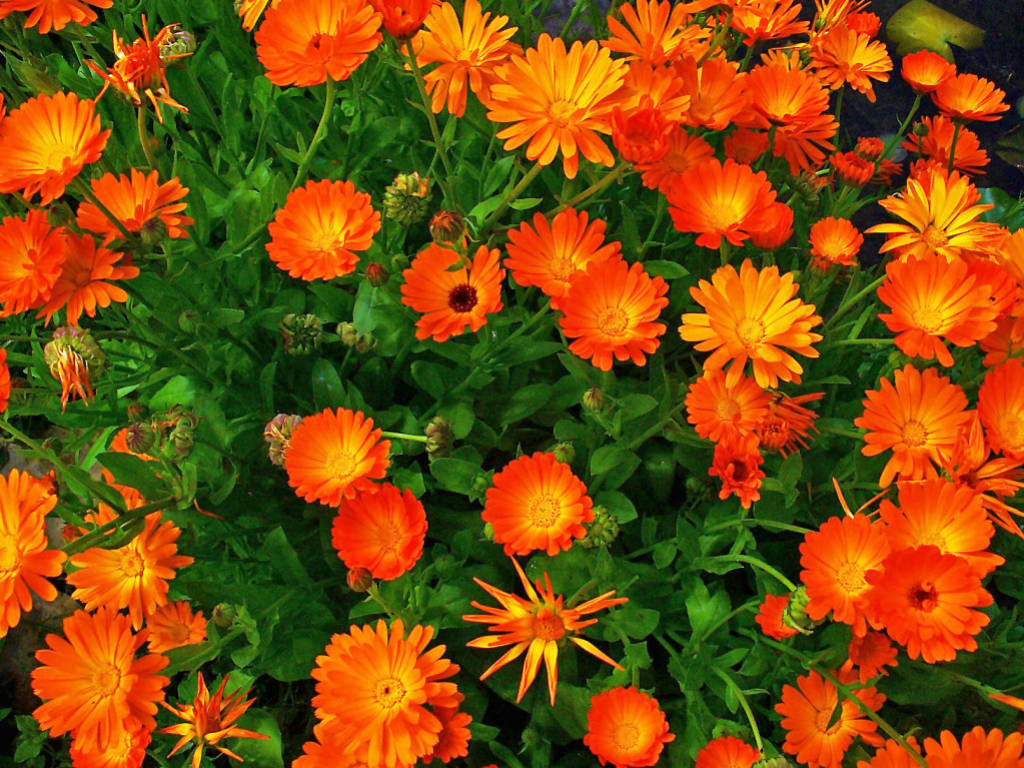 Como plantar calêndula Cultivar Plantas Como Plantar