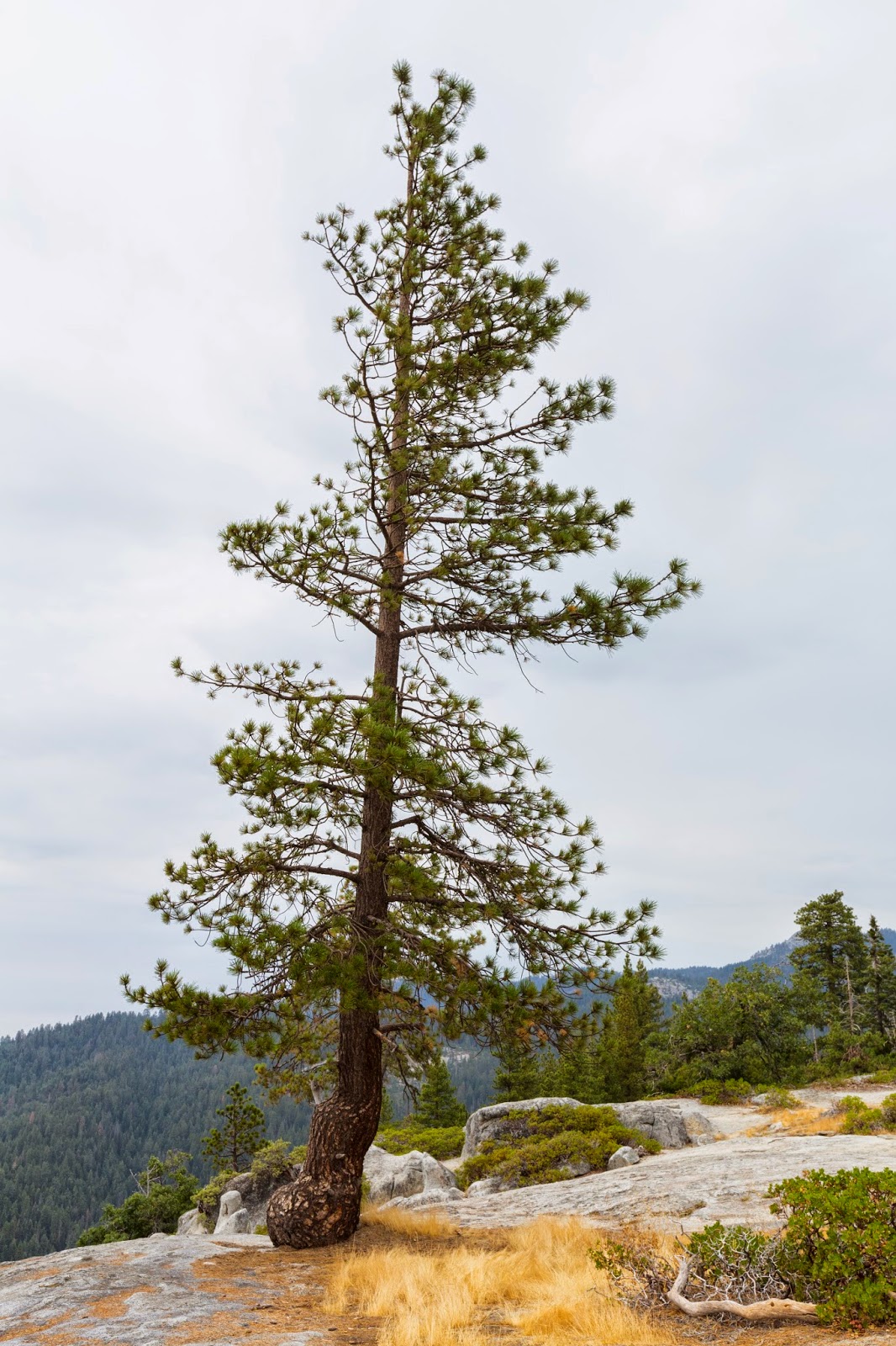 Naturetastic Blog: Beetle Rock (Part 7) - Sequoia & King's Canyon NP (2014)