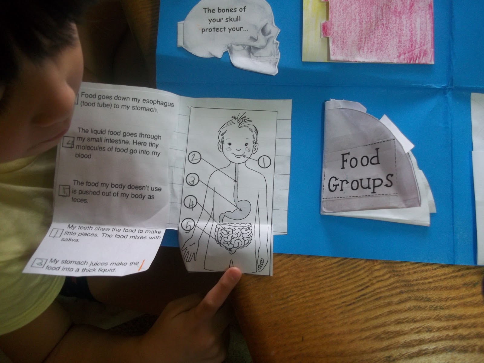 Human Body lapbook: Digestion, guts and the inevitable poop jokes ...