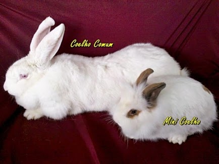 ж Ж CRIADOURO YUXIN ж MINI COELHOS Ж ж: DÚVIDAS: TAMANHO E TEMPERAMENTO ...