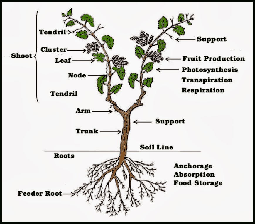 ABC PARISH: 12/15/13 - 12/22/13