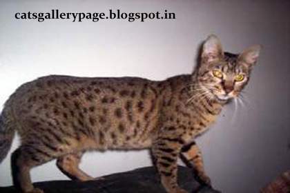 Cats Gallery: Ocicat Cat
