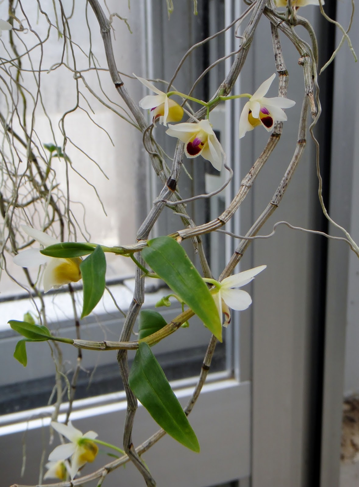Dendrobium scoriarum care and culture | Travaldo's blog