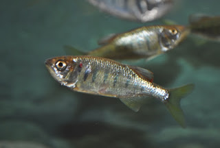 ZOOTOGRAFIANDO (6.057 ANIMALS): BARBO DE MACKEREL (Opsarius pulchellus)
