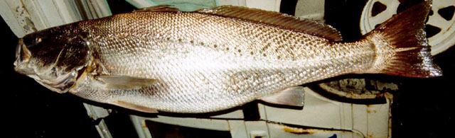 Behind the French Menu: Maigre – Meagre, Croaker, Drum Fish or Salmon ...