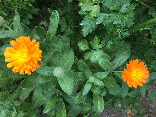 How To Grow Calendula