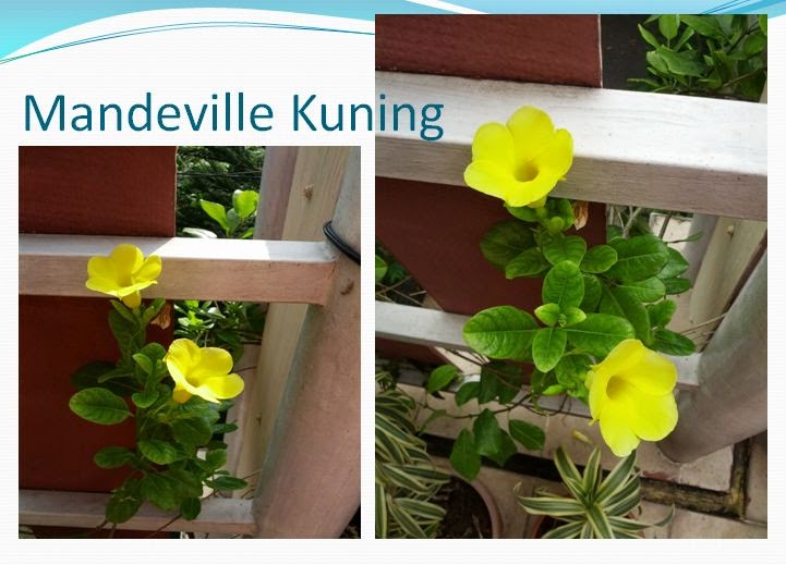 Contoh Taman Tropis: Contoh Taman Tropis - Tropical Garden Inspiration