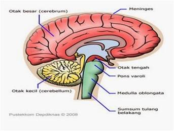 SISTEM SARAF PADA RUMINANSIA