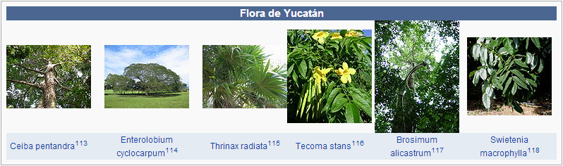 Yucatán : Flora y fauna