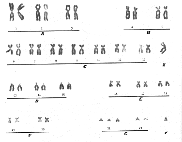 Biología interactiva: Actividad cariograma y cariotipo