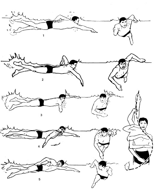 swimmingpedia: TEHNICA CORECTA DE INOT 01