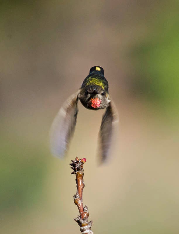 The Wayward Hawaiian: The Allen's Hummingbirds are Back