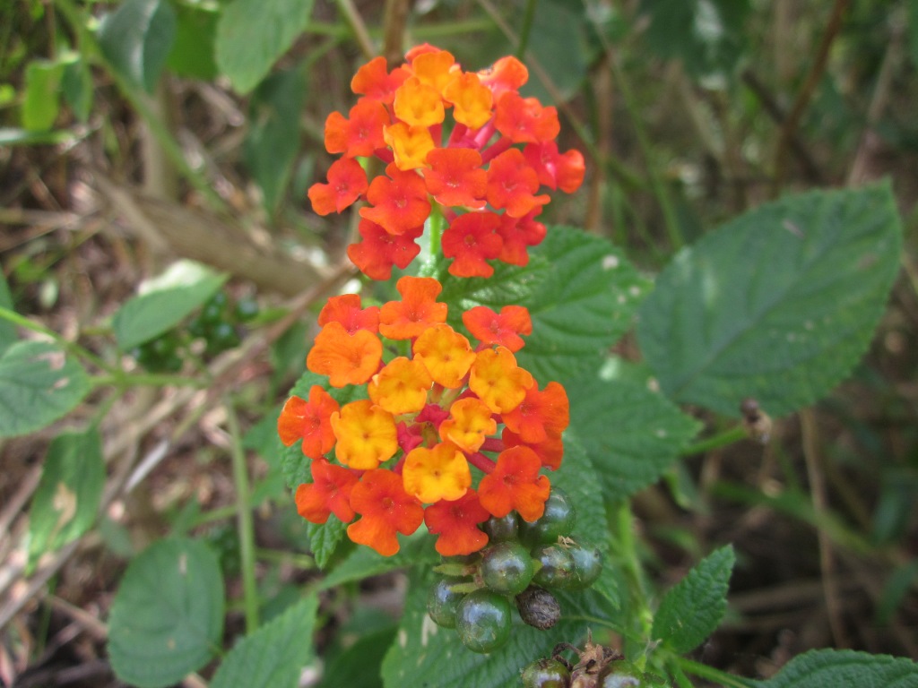Lantana (Kongini Poovu) | KERALA NATURE AND AYURVEDA