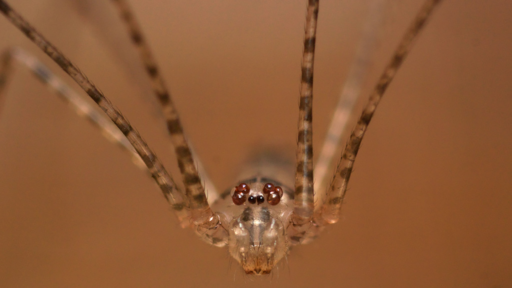 ムシをデザインしたのはダレ？: ユウレイグモ ( Pholcus crypticolens )