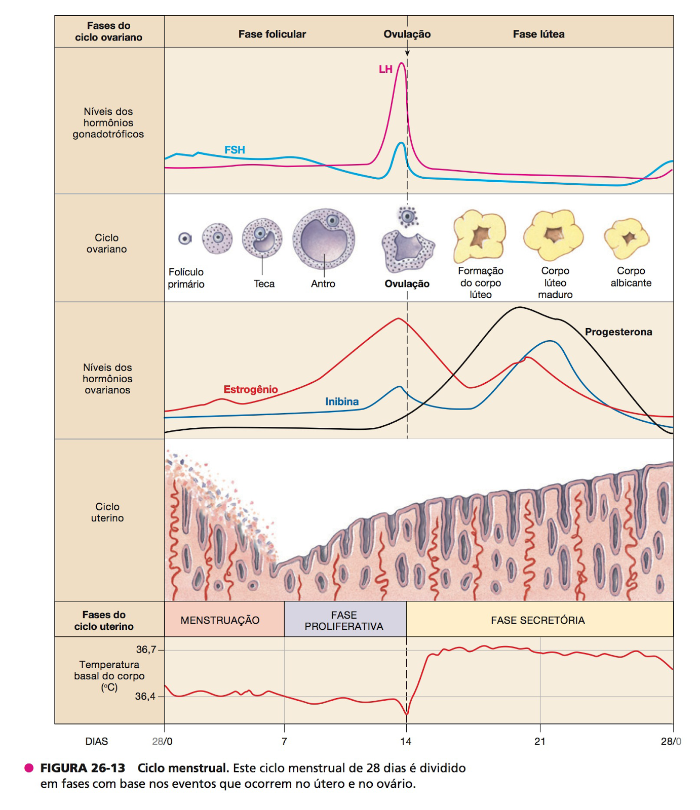 Fisiologia Do Ciclo Menstrual - FDPLEARN