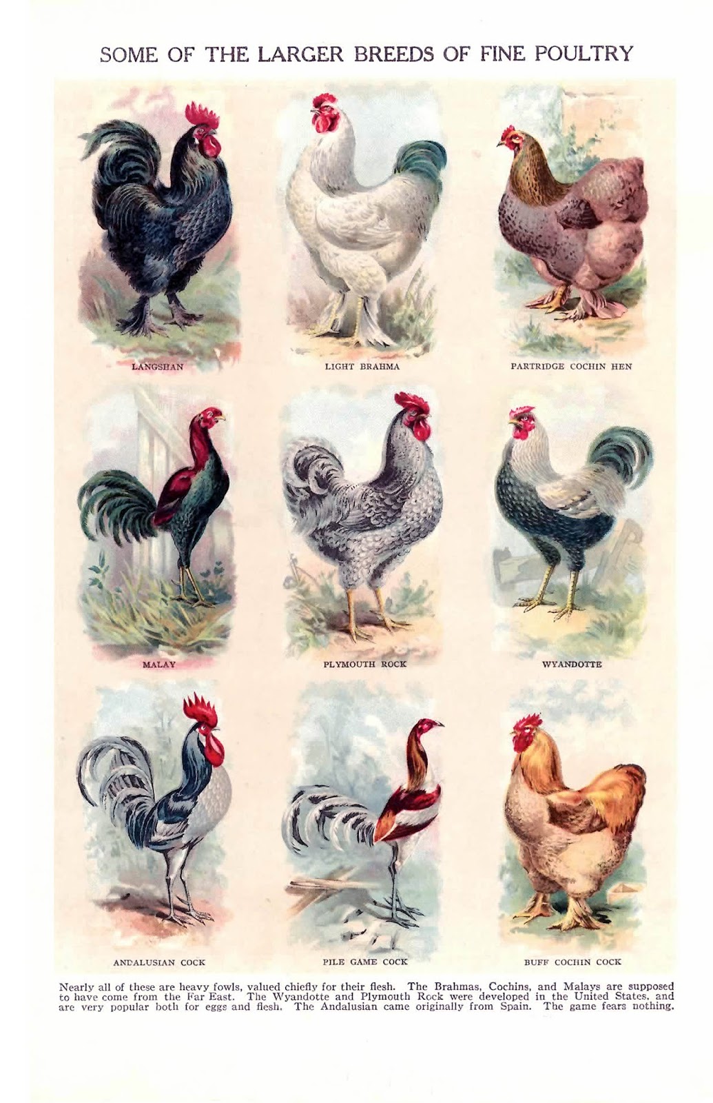 DINARA AGRO FARM: Penternakan Ayam Kampung Komersil (UPDATE 2016)