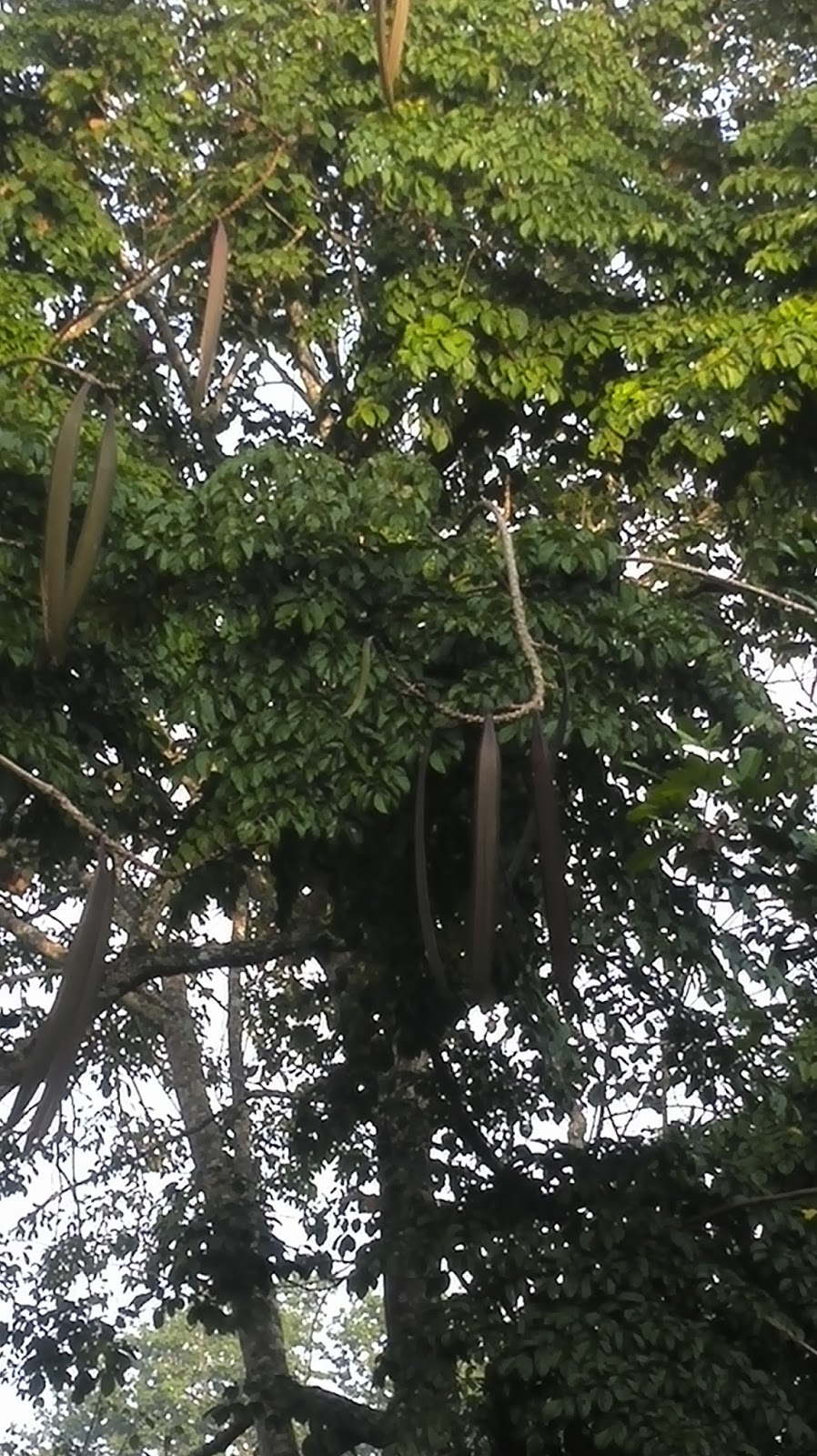 namakucella: BUAH BEKA- CARA PROSES