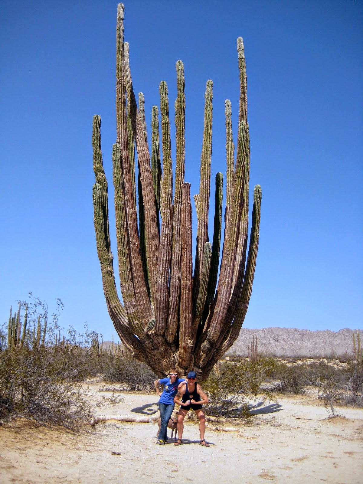 Cacto Elefante - Pachycereus pringlei