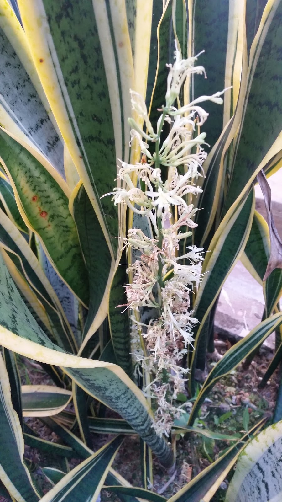 Warisan Petani: WW 80 : Bunga Sansevieria