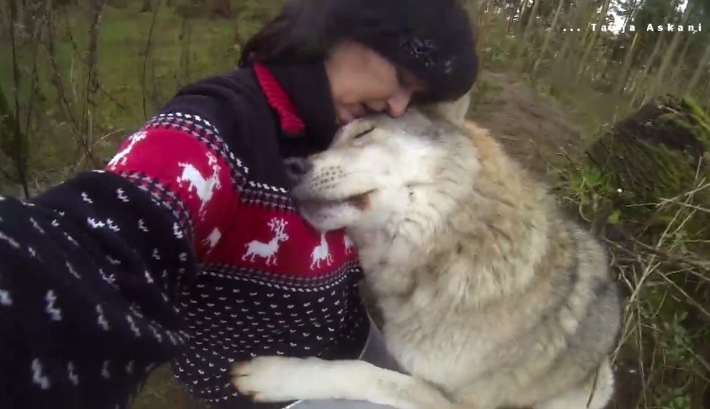 White Wolf : Amazing Moment Gray Wolf Greets A Wildlife Photographer ...