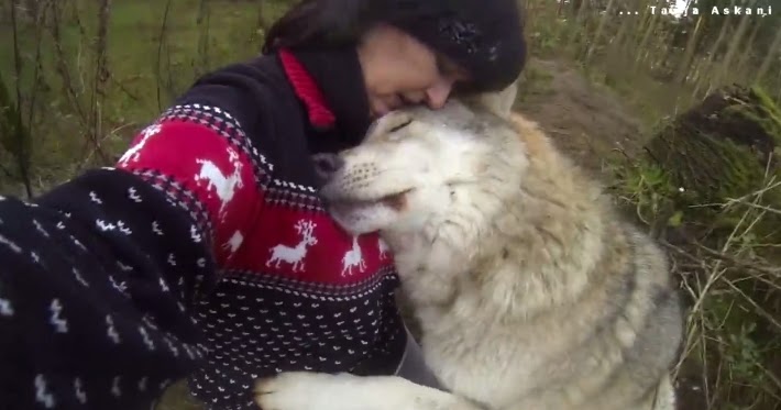 White Wolf : Amazing Moment Gray Wolf Greets A Wildlife Photographer ...
