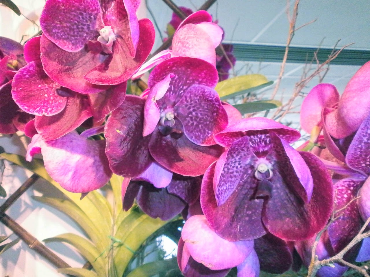 wemmel-candide: Orchidées Grand baie Mauritius Horticultural Society