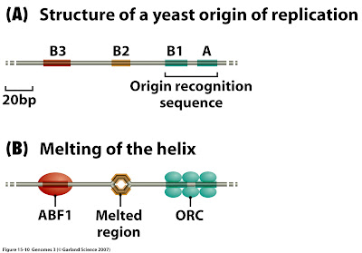 Glossomics: ORC (Origin Replication Complex)
