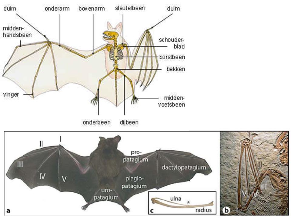 Evolutiebiologie: Vleermuisvleugel