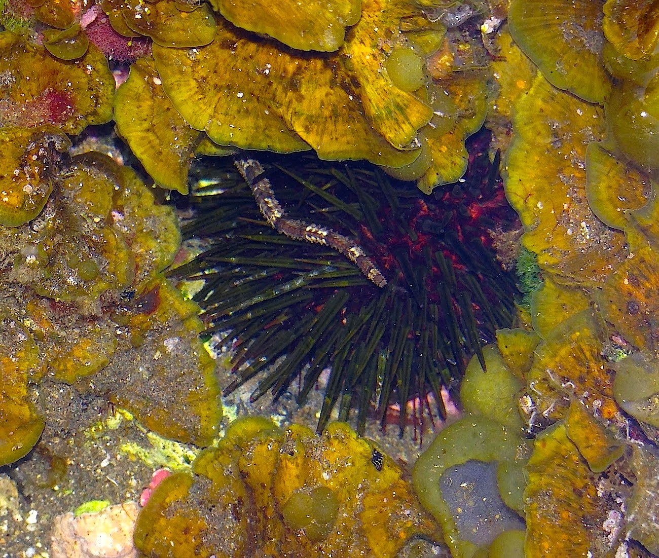 Rafael Microfauna Marina: Un momento natural